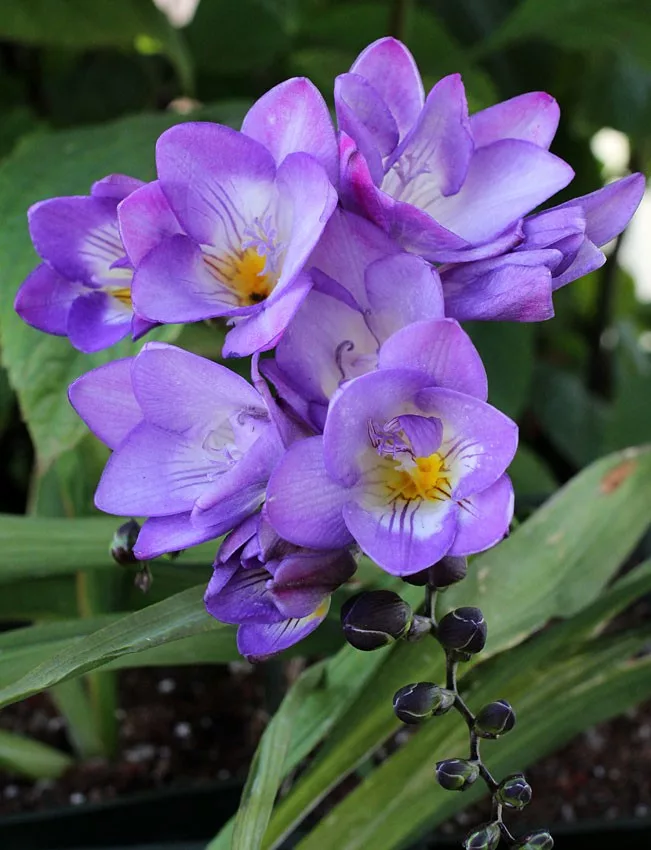 Freesia Single Blue / Frézia egyszerű virágú kék 10 db - Hor