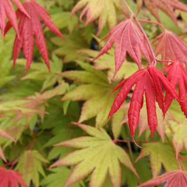 Japán juhar - Acer shirasawanum "Moonrise"K3 - Hor