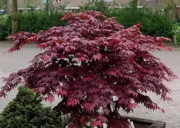 Japán juhar - Acer palmatum "Starfish" - Hortenzia