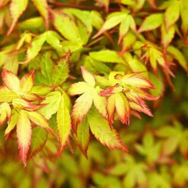 Acer palmatum 'Little Princess' – Kompakt japán ju