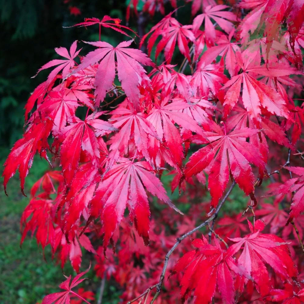 Acer palmatum ‘Sumi-nagashi’ – Mélybordó japán juhar