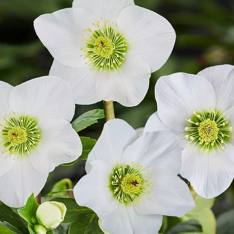 Helleborus HGC Winter Ballet "Lisann"- Hunyor - Ho