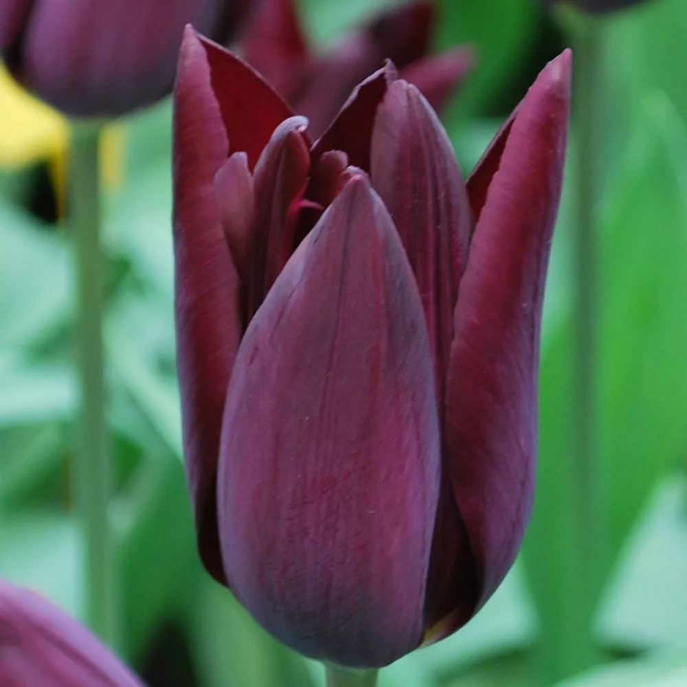 Tulipán - Tulip " Havran" - Hortenzia Garden kerté